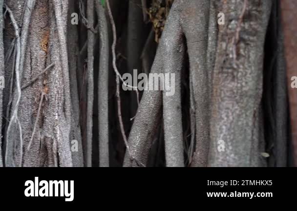 Ficus tree roots. Growing tropical trees with roots. Nature, plants ...