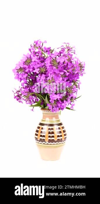 Dames violet hesperis matronalis Stock Videos & Footage - HD and 4K ...