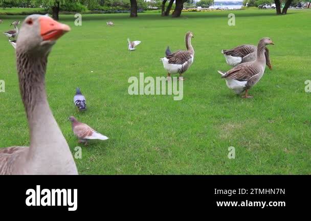 Beautiful Gray geese, Perigord geese walk on green lawn in summer at ...