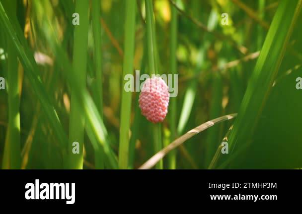 Paddy rice pest Stock Videos & Footage - HD and 4K Video Clips - Alamy