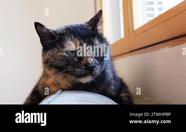 Portrait of a domestic Turtle cat lying on a couch at home. A pet is ...
