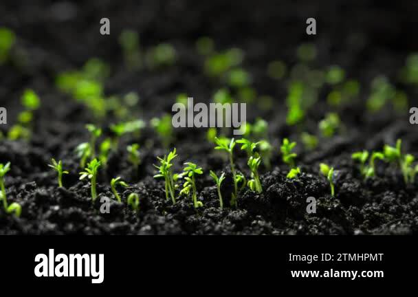 Agriculture. Growing plants in time lapse. Sprout germination at spring. Green seedling in soil ...