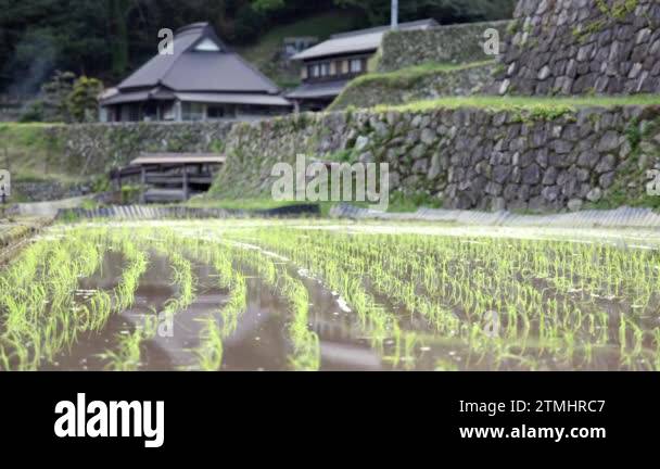 Traditional japanese agriculture Stock Videos & Footage - HD and 4K ...