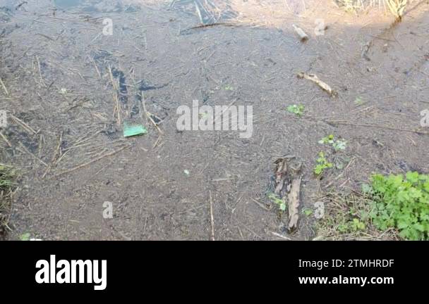 ecological problems. polluted water. flood. Ukraine. ecological ...