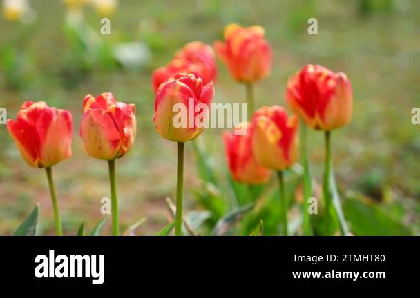 Tulips closeup. Orange tulips growing in the field. Beautiful spring ...