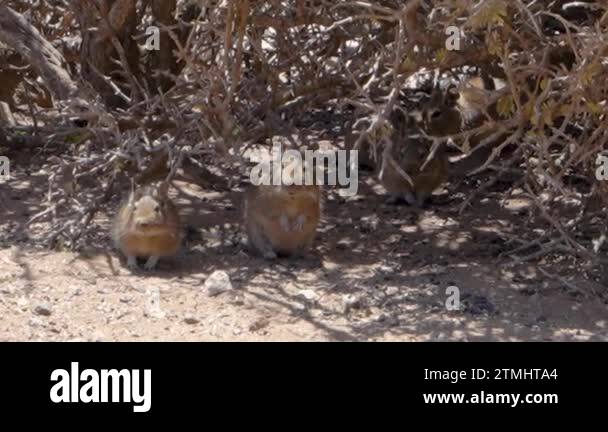 cute little Degus, Octodon, rodents native to South America. Group of ...