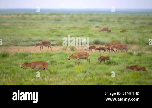 Saiga antelope Stock Videos & Footage - HD and 4K Video Clips - Alamy
