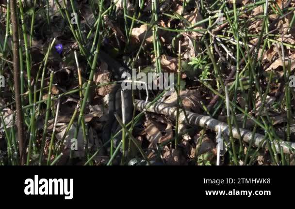 Reproduction of reptiles. The act of grass snake (Latin - Natrix natrix ...