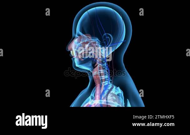 Breathing internal lungs Stock Videos & Footage - HD and 4K Video Clips ...