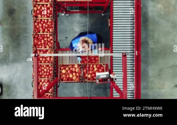 Female agriculturists are moving tomato boxes along the conveyor. 4K ...