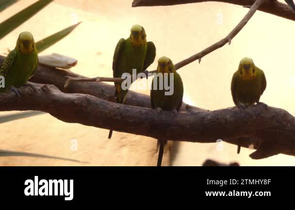 Budgerigar (Melopsittacus undulatus), also known as common pet parakeet ...