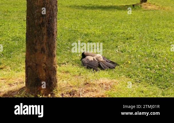 Crow sunbathing | Hooded crows. Because of a sudden warning call from ...