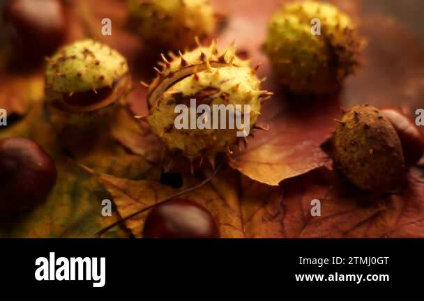 Chestnut lying on maple tree Stock Videos & Footage - HD and 4K Video ...