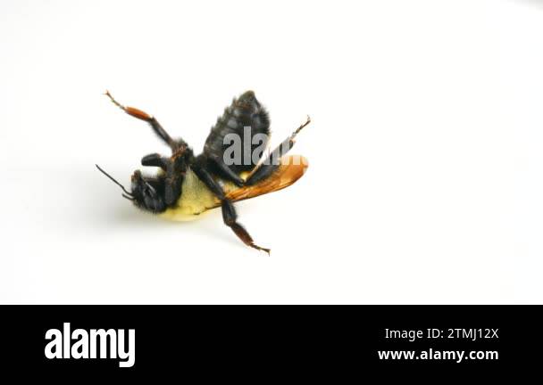 Bumblebee macro close up. Early April Bumble bee frost bite. Insect bee ...