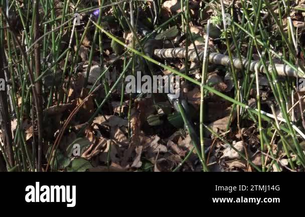 Reptiles reproduction. The act of grass snake (Latin - Natrix natrix ...