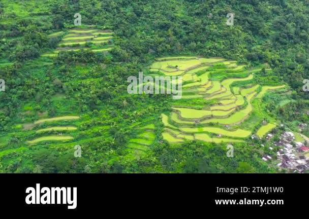 Bright landscape with rice terraces, view from above. Rice terraces in ...