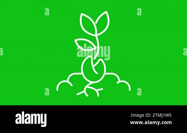 Germination white line animation. Animated sprout growing from seed ...