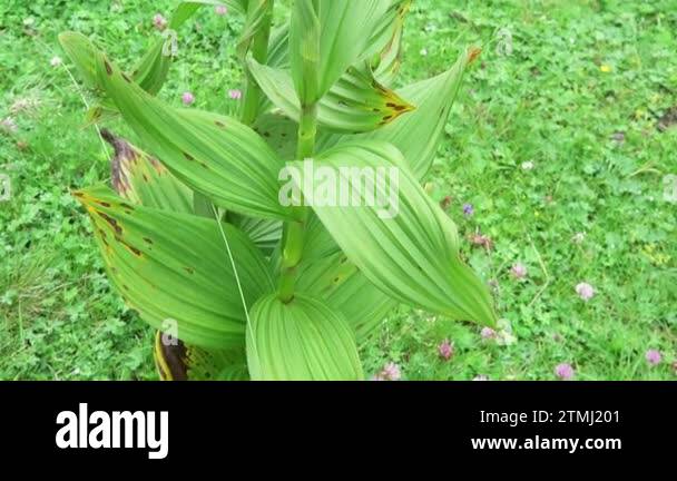 Veratrum album. also known as known as false helleborine, white hellebore, European white ...
