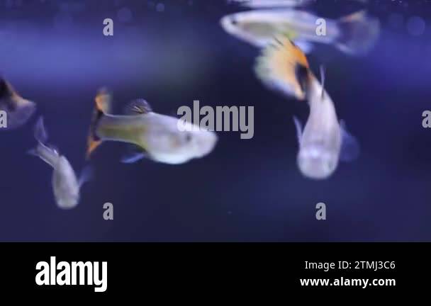 Freshwater aquarium large flock fish Stock Videos & Footage - HD and 4K Video Clips - Alamy