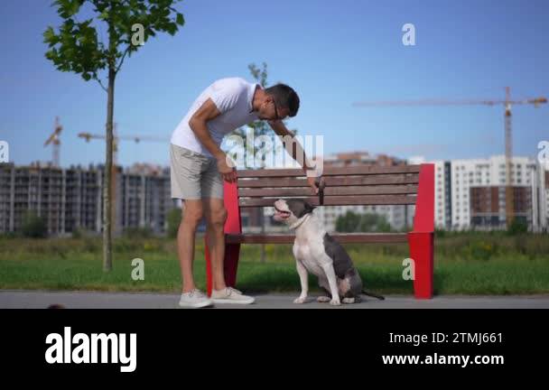 Man yelling at dog Stock Videos & Footage - HD and 4K Video Clips - Alamy