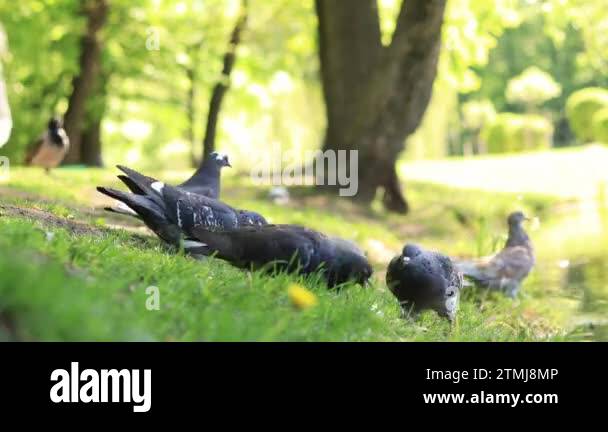 The crow takes food from the pigeons. Pigeons in the park near the lake ...