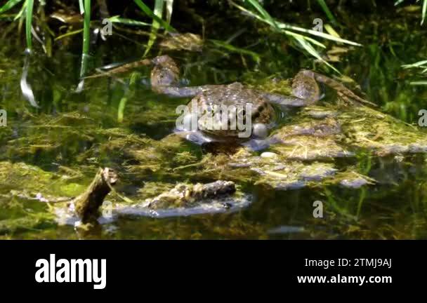 Common frog, Rana temporaria, single reptile croaking in water, also ...