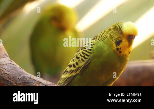 Budgerigar (Melopsittacus undulatus), also known as common pet parakeet ...