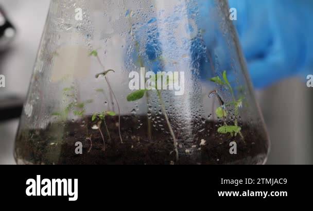 Investigation of seed germination conditions green sprouts in flask in ...