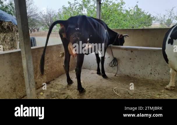 Defecating cow Stock Videos & Footage - HD and 4K Video Clips - Alamy