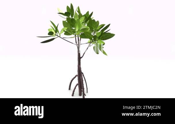 Rhizophora mangrove Stock Videos & Footage - HD and 4K Video Clips - Alamy