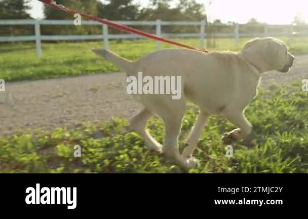 Mutt puppy running Stock Videos & Footage - HD and 4K Video Clips - Alamy