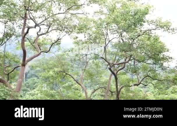 Monkey playing on a tree branch, native to Indonesia, at Ecotourism ...