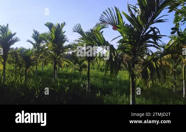 Betel leaf plantations Stock Videos & Footage - HD and 4K Video Clips - Alamy