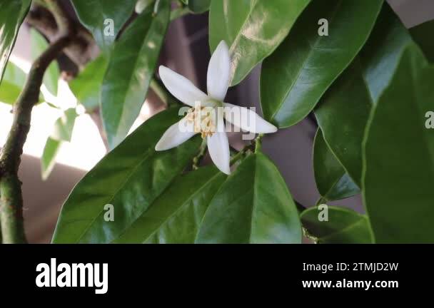Neroli flower Stock Videos & Footage - HD and 4K Video Clips - Alamy
