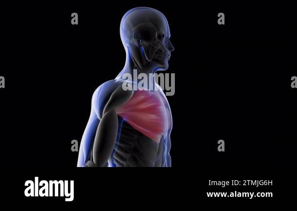 This 3d animation shows the pectoralis major muscles on xray man body ...
