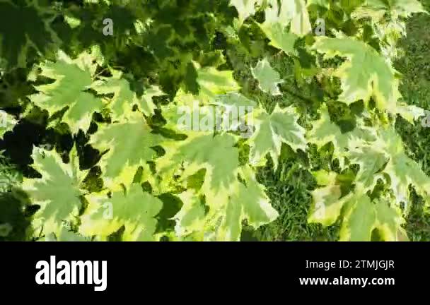 Acer platanoides is a woody plant, species of the Acer maple genus of ...