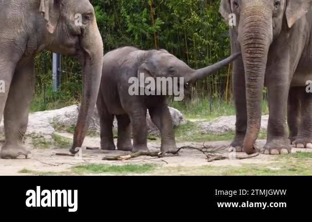 Little Asian or Asiatic elephant, Elephas maximus is the only living ...