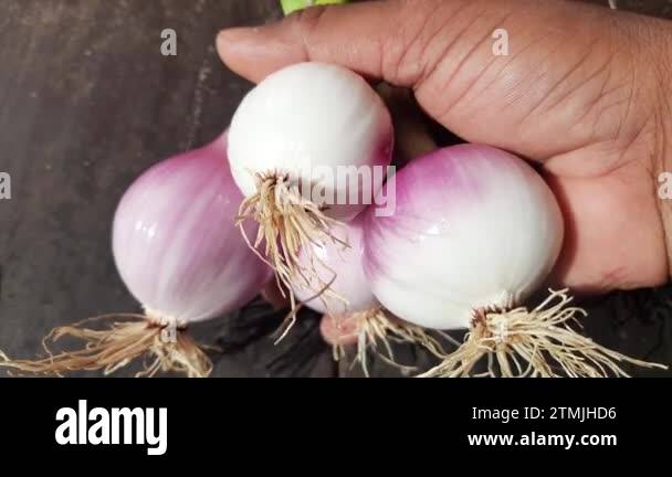 Spring or green onion. Green onion with leaves. It is a most popular ...