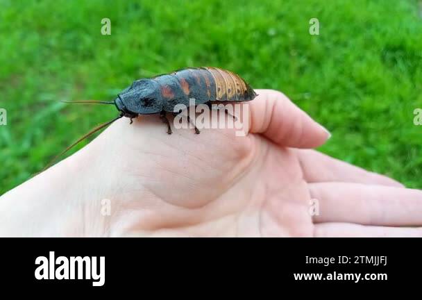 large Madagascar hissing cockroach crawling on woman palm ...