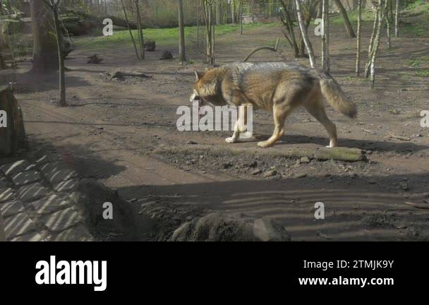 Wolf Walks Away by Dry Ground Sticks Tongue Out Thirsty Animal in ...