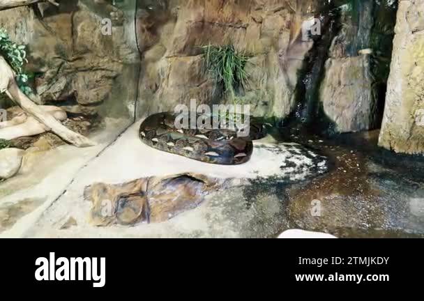Snakes of europe Stock Videos & Footage - HD and 4K Video Clips - Alamy