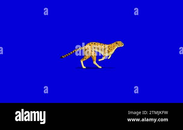 Running Cheetah. Classic Disney Style UHD Animation on Chroma Key Blue ...