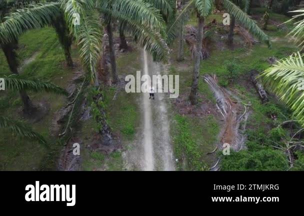 man taking aerial footage standing along the pathway in the oil palm plantation Stock Video ...