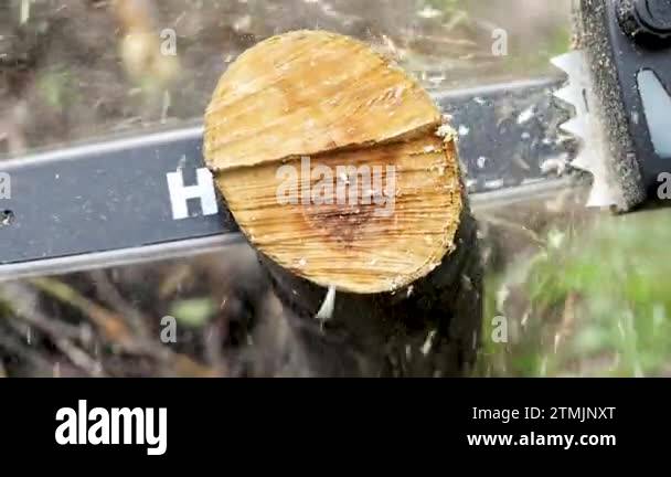 Cutting through wood tree in the garden with chainsaw and sawdust in ...
