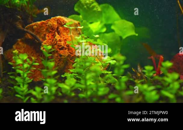 Rotala indica Bonsai aquatic plant slow motion background in the fish ...