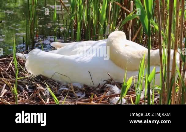 Graceful white swan breeding in nest with eggs as white cygnus at lake ...