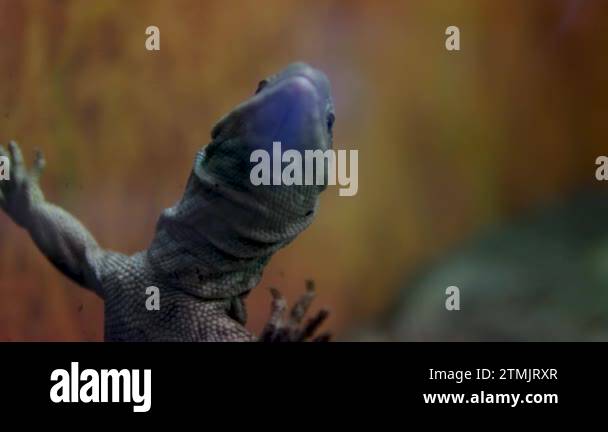 varanus exanthematicus Savannah monitor lizards are robustly built ...