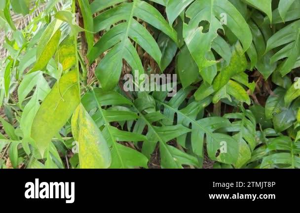 The fruit of Monstera deliciosa the creeping green plant Stock Video ...