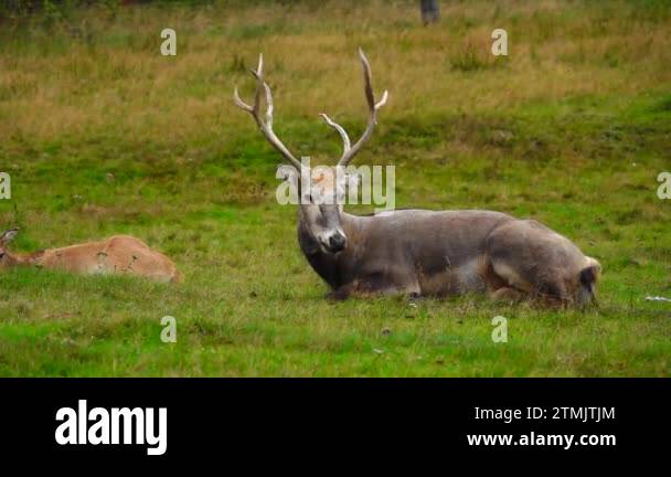 Pere davids deer Stock Videos & Footage - HD and 4K Video Clips - Alamy