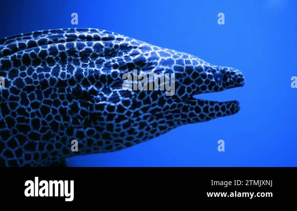 Close-up of a mediterranean moray eel swimming underwater in an ...